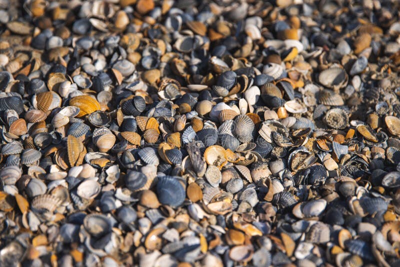 Pebbles and Shells on Beach Stock Image - Image of decoration, brown ...