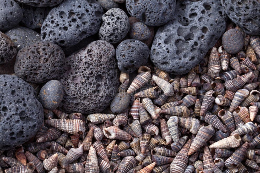 Pebbles and shells stock image. Image of bright, decorative - 49926591