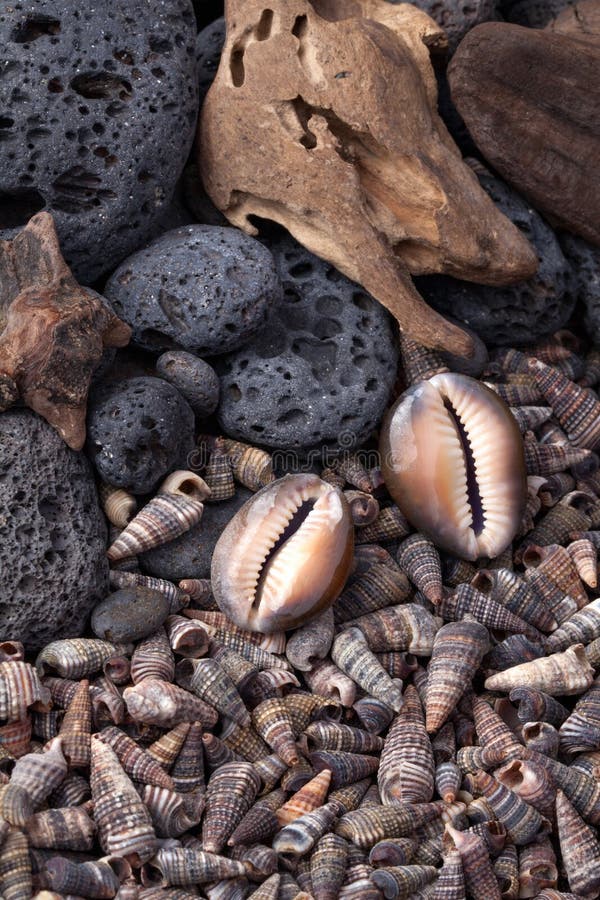 Pebbles and shells stock photo. Image of coastline, lava - 49926638
