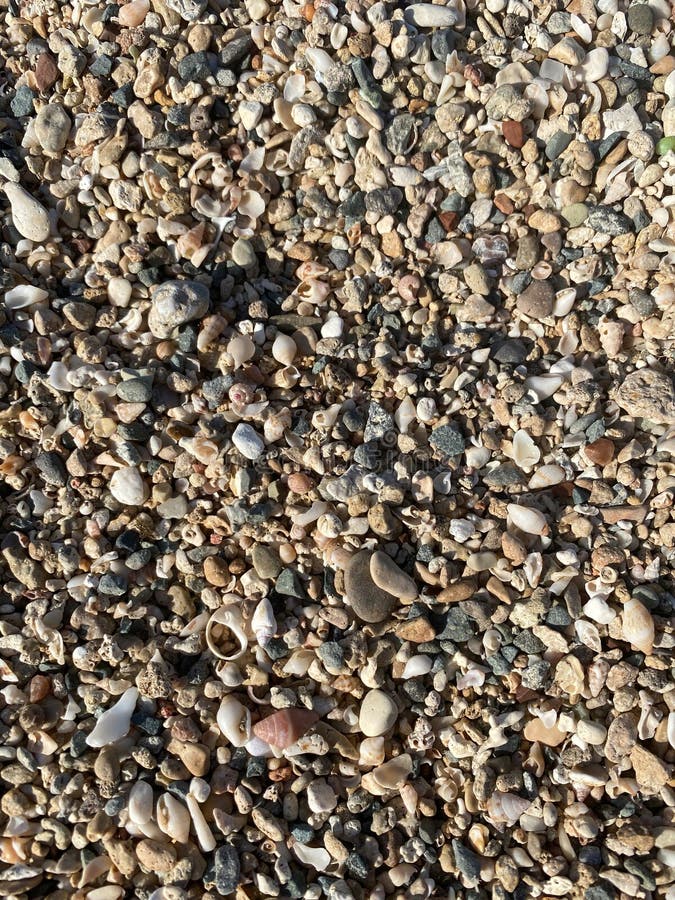 Pebbles and Small Shells Thrown Ashore by the Sea in the Rays of the ...