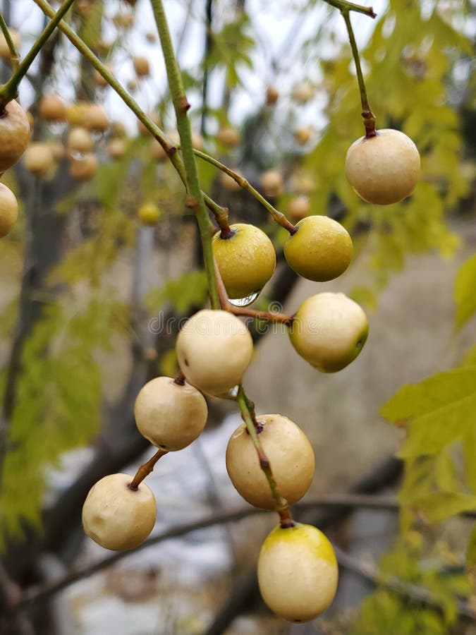 Pebbles on Trees with Blurry Tree Background Stock Image - Image of ...