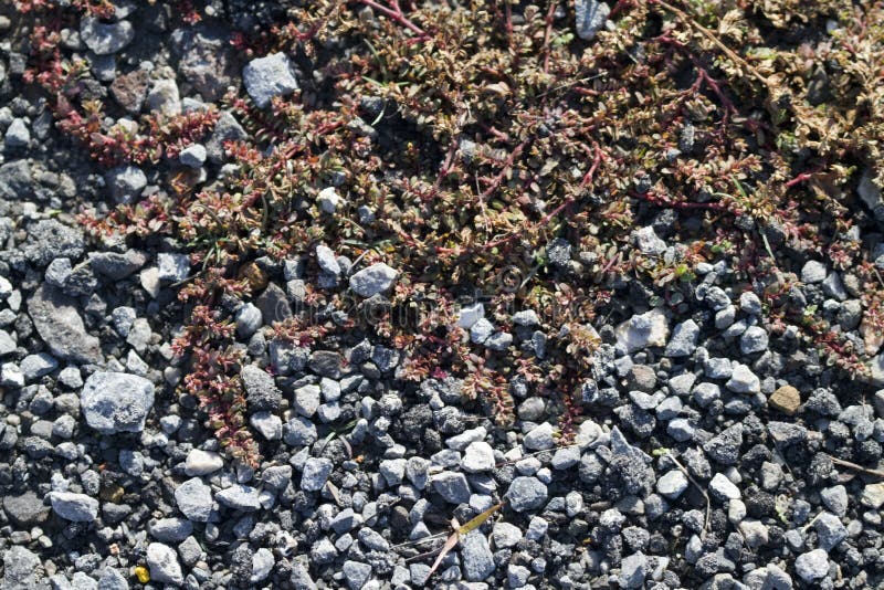 1,093 Pebbles Cover Stock Photos - Free & Royalty-Free Stock Photos ...