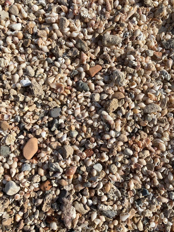 Pebbles Washed Ashore by the Sea and Small Shells. Stock Image - Image ...