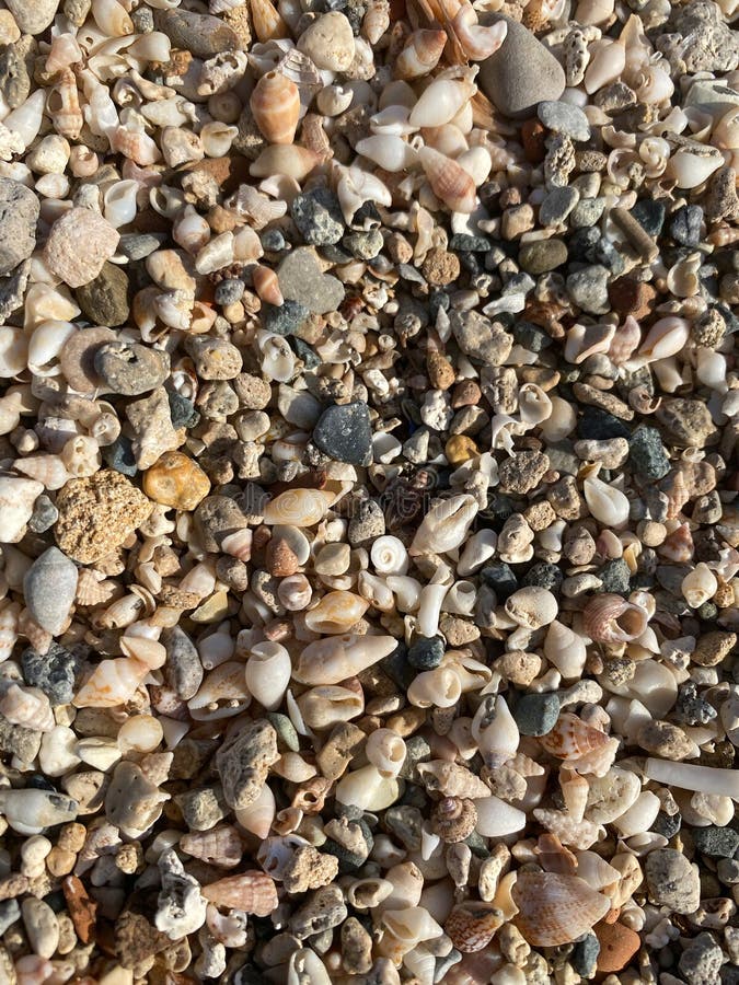 Pebbles Washed Ashore by the Sea and Small Shells in the Rays of the ...