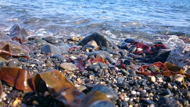 Pebbly beach, Cornwall stock photo. Image of rocks, cornwall - 119448702