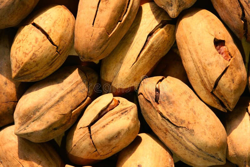 Pecan stock photo. Image of nutritious, shell, close - 12707244