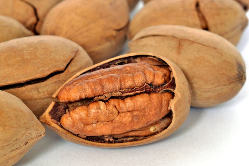 Pecan stock photo. Image of pecan, nuts, walnut, close - 73401044
