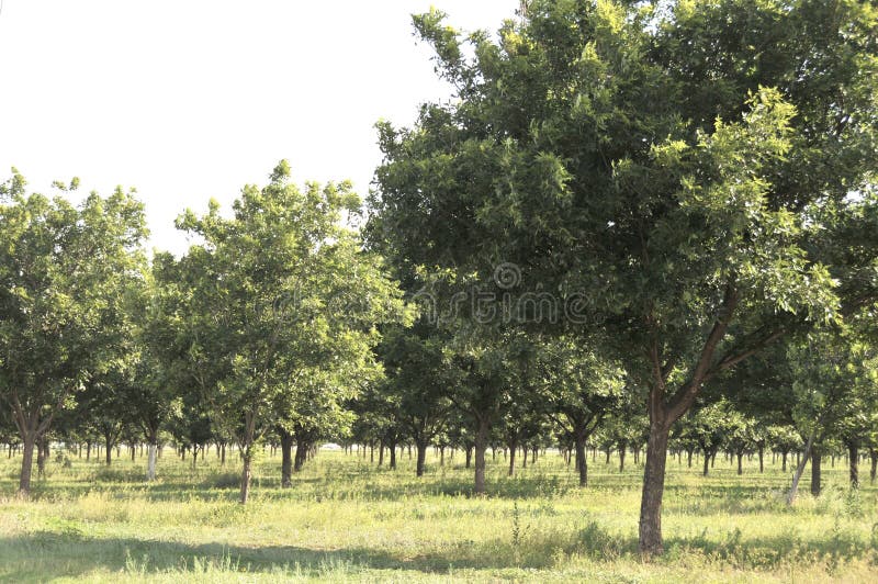 Pecan Grove stock image. Image of green, field, countryside - 10064077