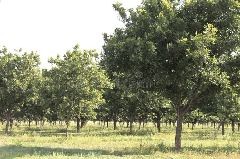 Pecan Grove stock image. Image of green, field, countryside - 10064077