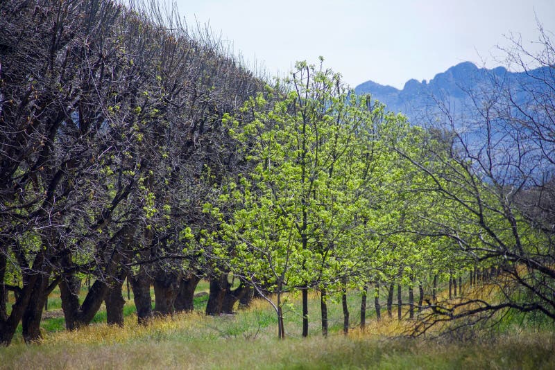 Pecan Grove in Arizona with Mountains in Background-2 Stock Image ...