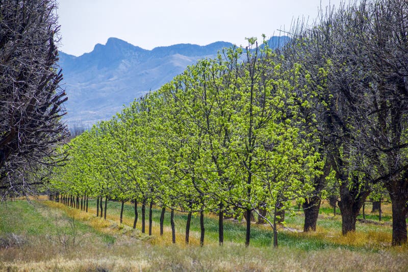Pecan Grove in Arizona with Mountains in Background Stock Photo - Image ...