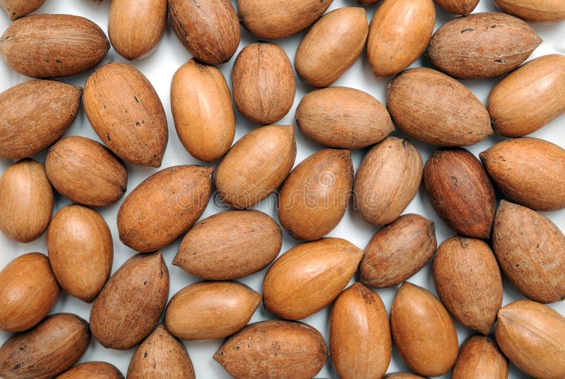 Pecan in hard shell stock image. Image of nutshell, shell - 32391211