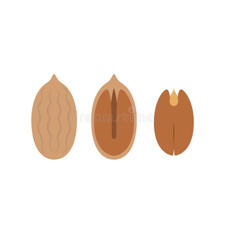 Pecan icon stock vector. Illustration of nature, healthy - 99420886