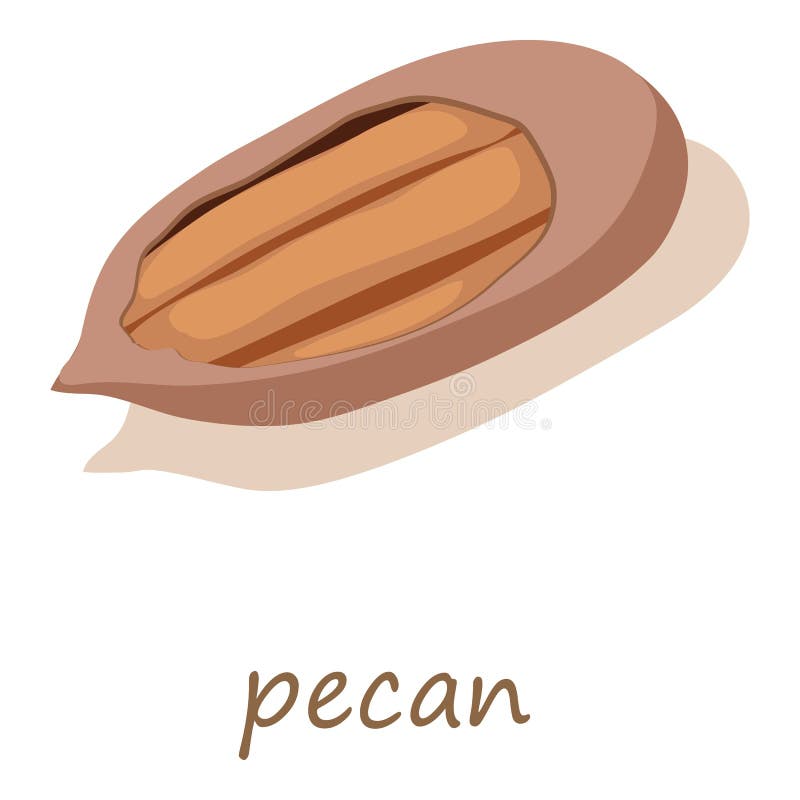 Pecan Icon, Isometric 3d Style Stock Vector - Illustration of design ...