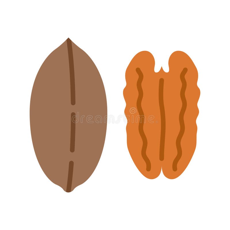 Pecan Nut Icon, Realistic Style Stock Illustration - Illustration of ...