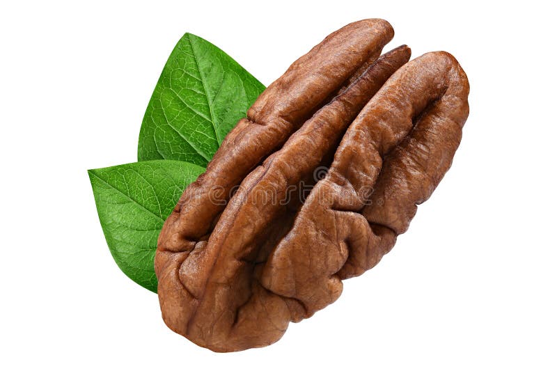 Pecan-nut Isolated on White Background Stock Photo - Image of diet ...