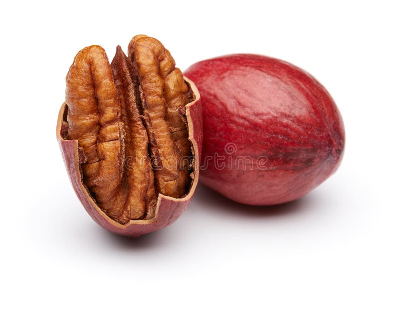 Pecan Isolated on White Background Stock Image - Image of healthy ...