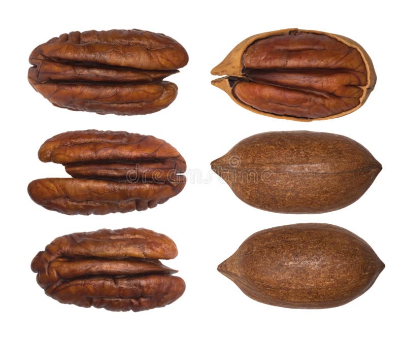 Pecan Isolated on White Background. View from Multiple Angles Stock ...