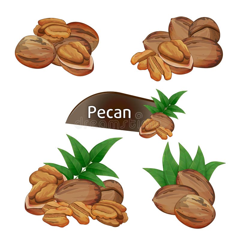 Pecan Kernel in Nutshell with Leaves Set Stock Vector - Illustration of ...