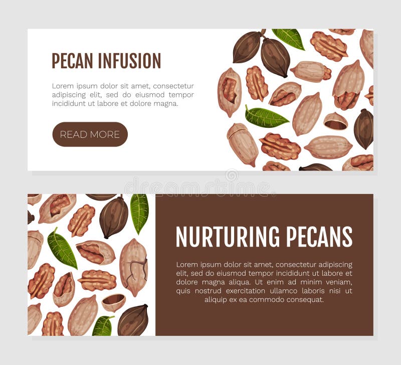 Pecan Nut Banner Design with Kernel and Shell Vector Template Stock ...