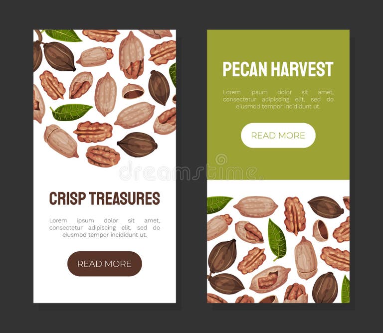 Pecan Nut Banner Design with Kernel and Shell Vector Template Stock ...