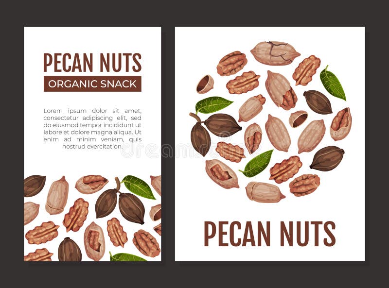 Pecan Nut Banner Design with Kernel and Shell Vector Template Stock ...
