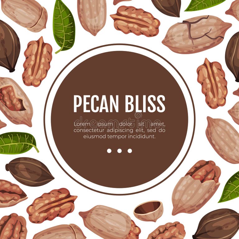 Pecan Nut Banner Design with Kernel and Shell Vector Template Stock ...