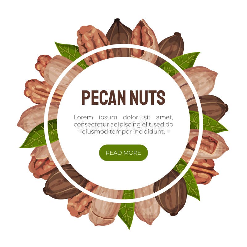 Pecan Nut Banner Design with Kernel and Shell Vector Template Stock ...