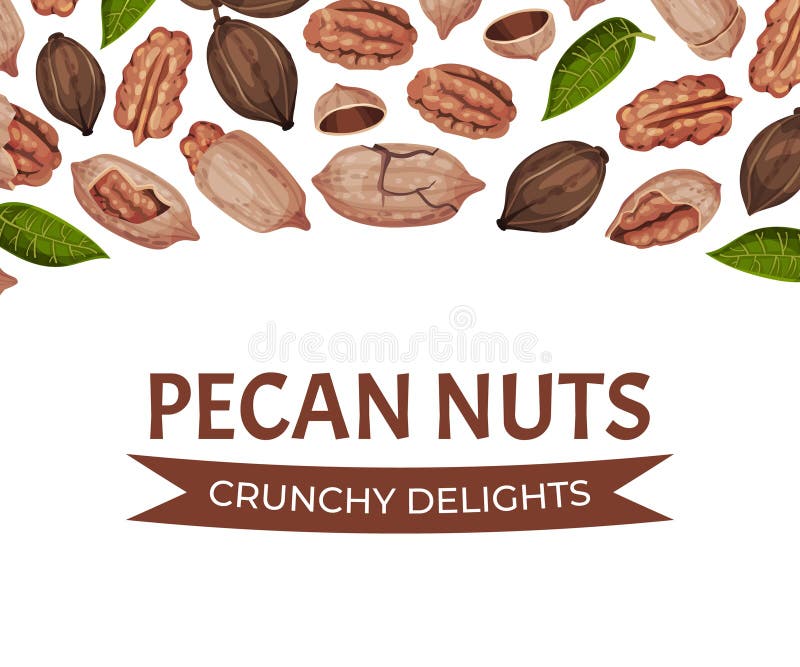 Pecan Nut Banner Design with Kernel and Shell Vector Template Stock ...