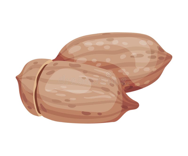 Pecan Nut with Cracked Shell Isolated on White Background Vector ...