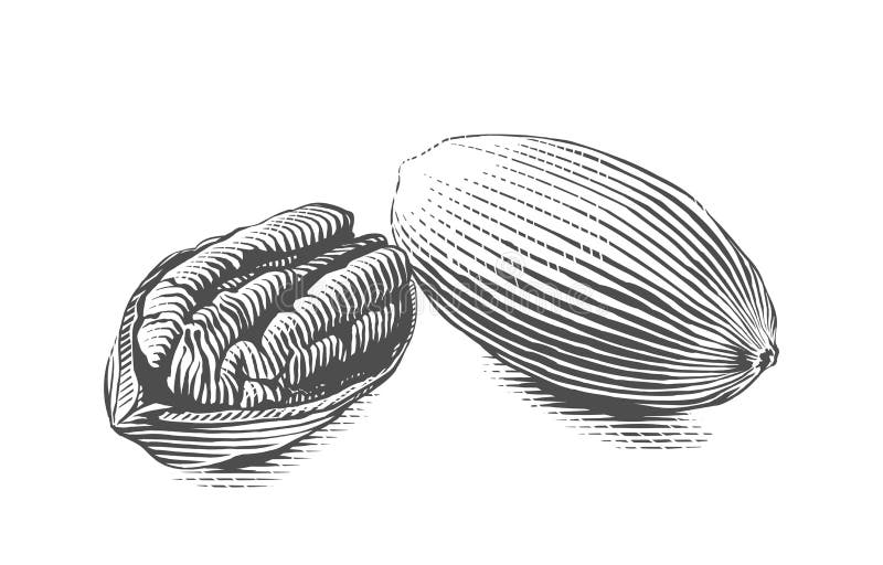 Pecan ink sketch stock vector. Illustration of collection - 118573859