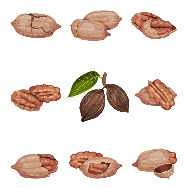 Pecan Nut Kernel in Shell and Hanging on Branch Isolated on White ...