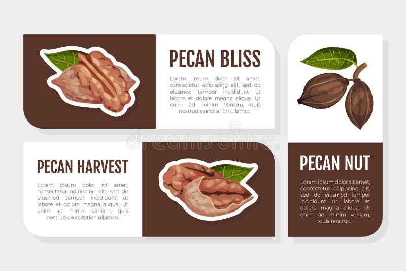 Pecan Nut Label Design with Kernel and Shell Vector Template Stock ...