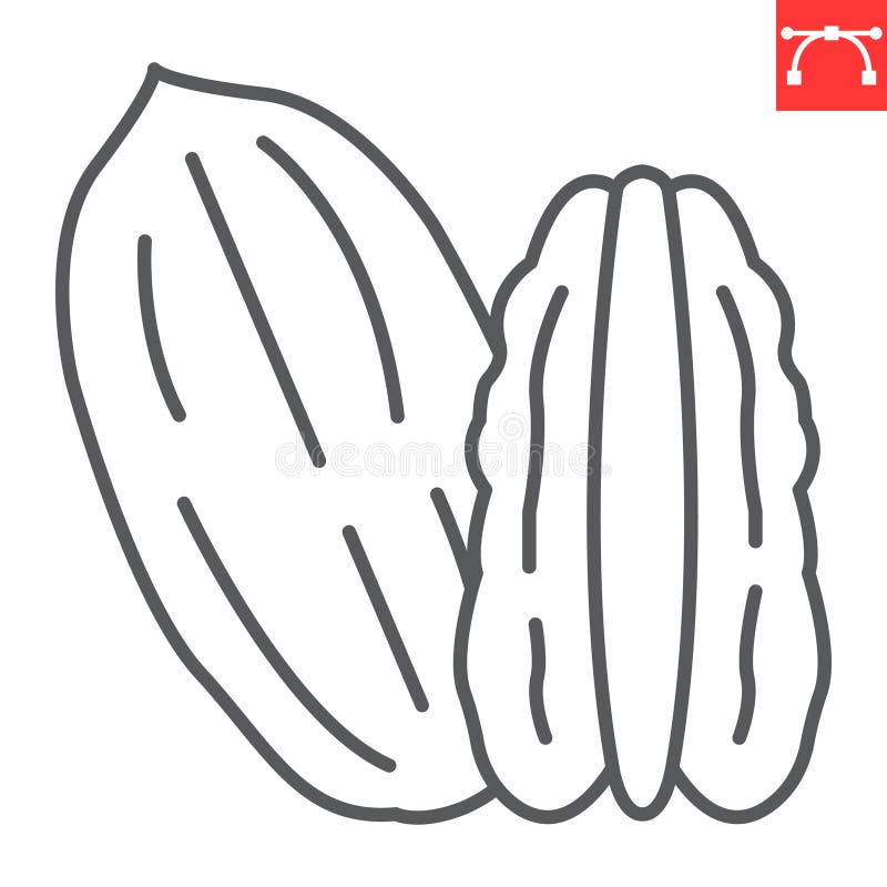 Pecan nut line icon stock vector. Illustration of sign - 317980599