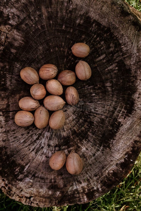 Pecan Nut on Wooden Log stock photo. Image of natural - 158053492