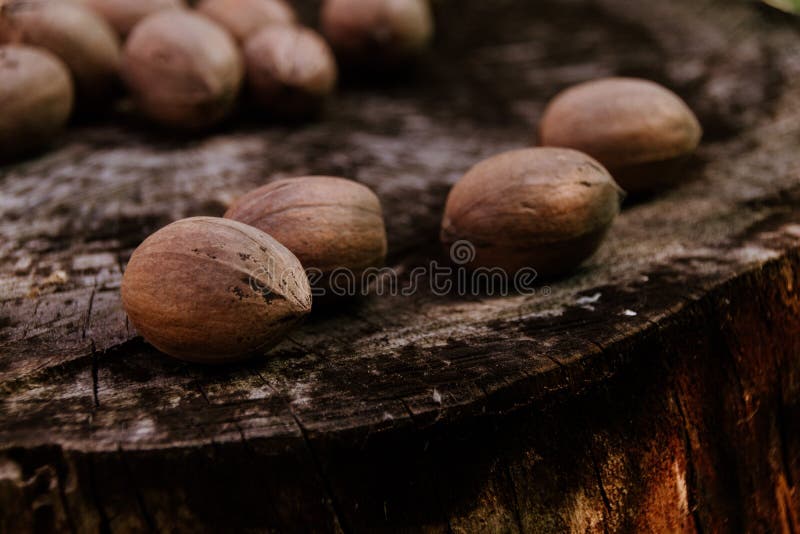 Pecan Nut on Wooden Log stock photo. Image of brown - 158053572