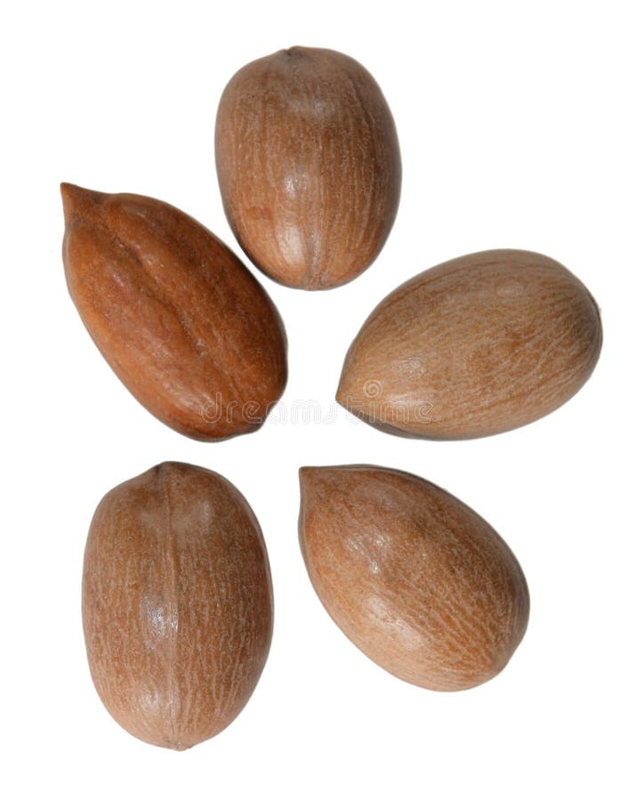 Pecan Nuts stock image. Image of shells, collection, tasty - 7221549