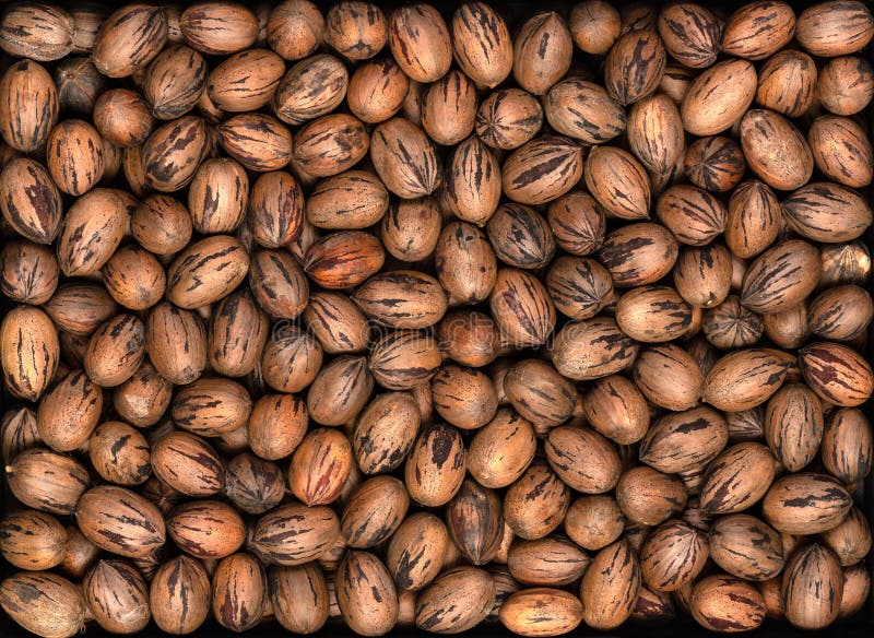 Nutshell background stock image. Image of wallpaper, frame - 35129743