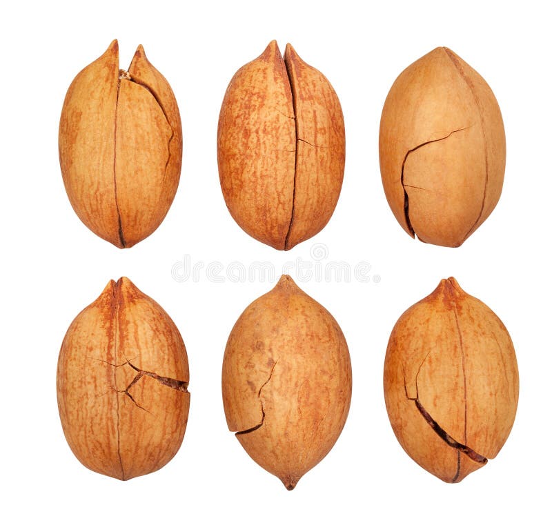 Pecan nuts path isolated stock photo. Image of group - 273375242