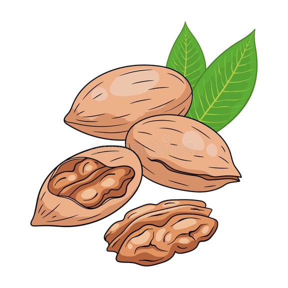 Pecan Nuts in Shell and Cracked with Nut Inside. Vector Hand Drawn ...