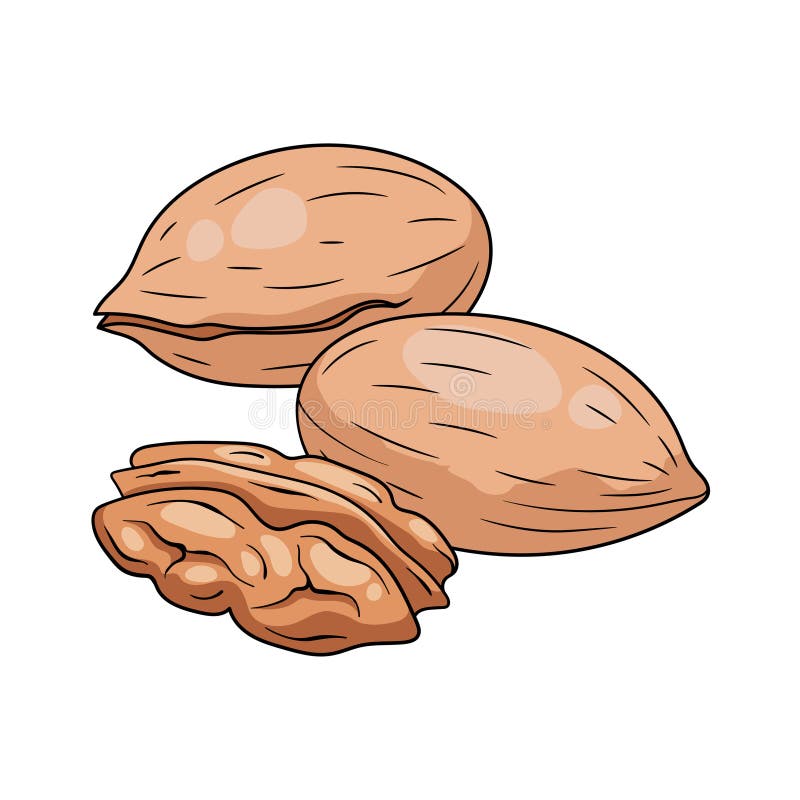 Pecan Nuts in Shell and Cracked with Nut Inside. Vector Hand Drawn ...