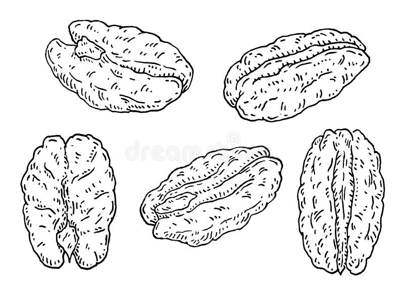 Nut Clip Art Black And White