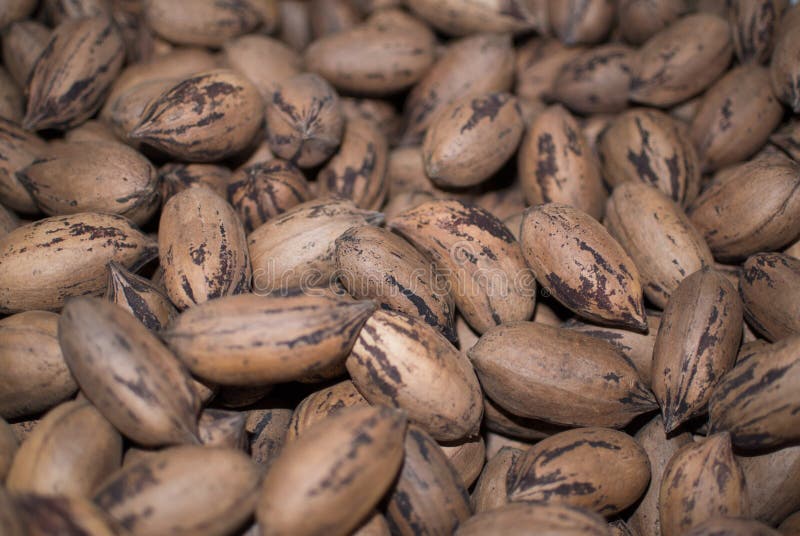 Pecan Nuts after the Sorting and Harvest Stock Photo - Image of south ...