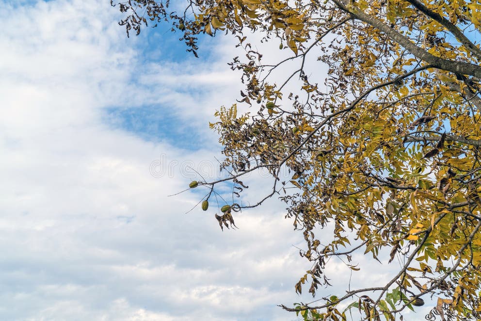 Pecan Nuts on the Tree, Ripening Pecans Stock Photo - Image of growth ...