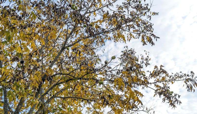 Pecan Nuts on the Tree, Ripening Pecans Stock Photo - Image of fresh ...