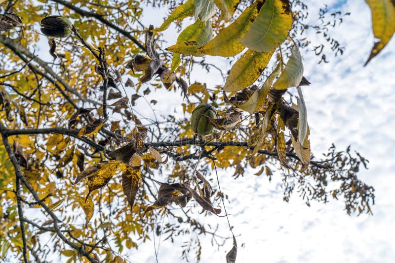 Pecan Nuts on the Tree, Ripening Pecans Stock Photo - Image of healthy ...