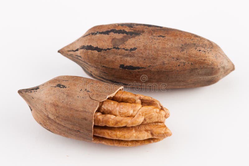Pecan Nuts on White Background Stock Image - Image of protein, core ...