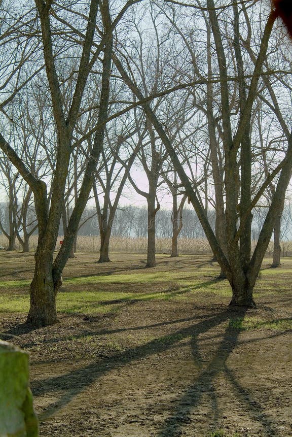 Pecan orchard stock photo. Image of pecan, farmland, back - 3085654
