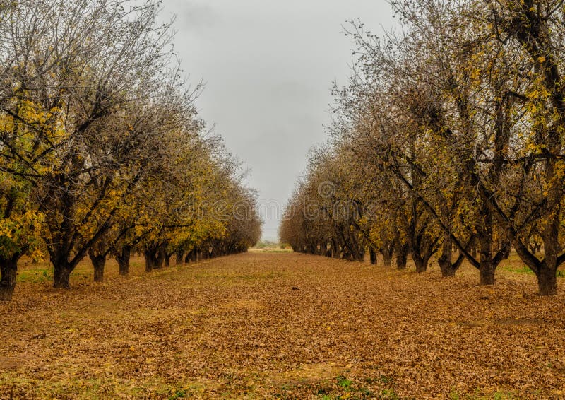 Pecan Orchard in Fall. Fallen Leaves on Ground Stock Image - Image of ...