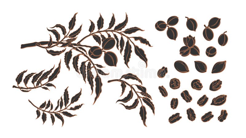 Pecan Tree Drawings